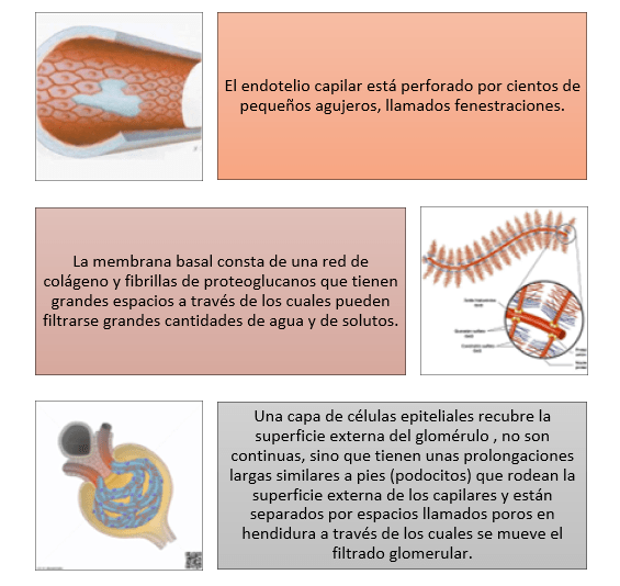 UNIDAD V. Capítulo 26: «Formación de la orina por los riñones: I ...